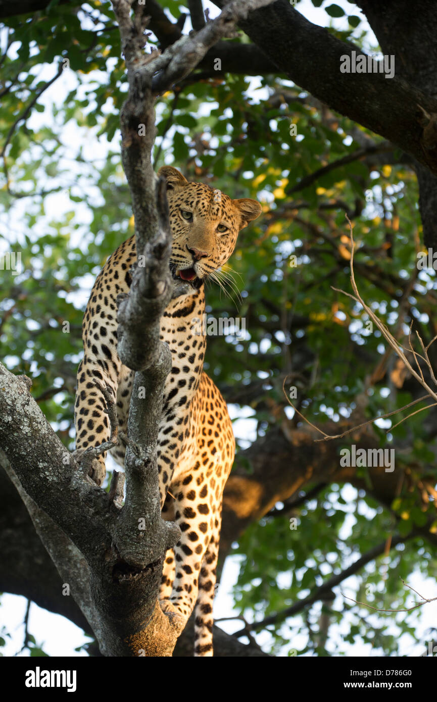 Leopard in tree Stock Photo - Alamy