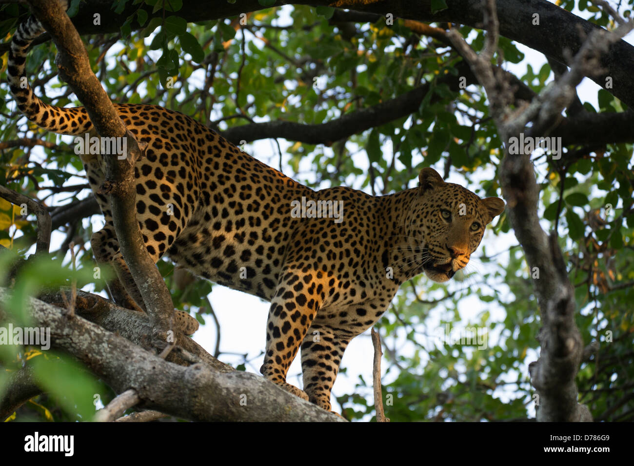 Leopard in tree Stock Photo - Alamy
