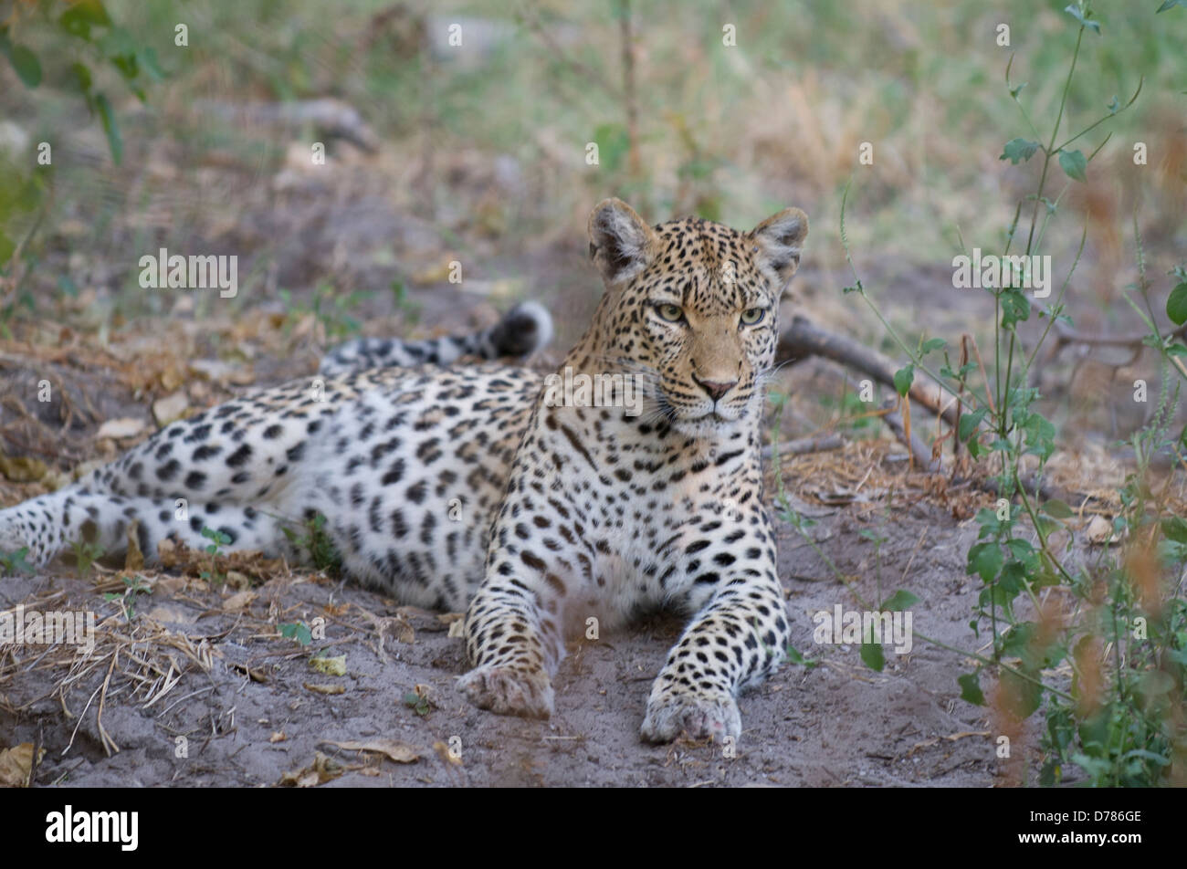 Leopard in Botswana Stock Photo - Alamy
