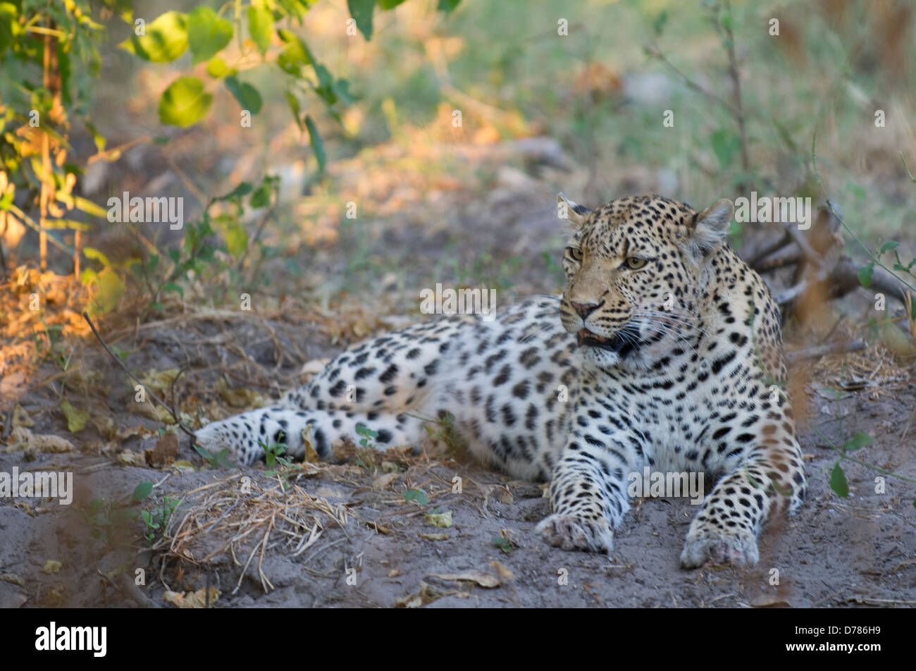Leopard in Botswana Stock Photo - Alamy