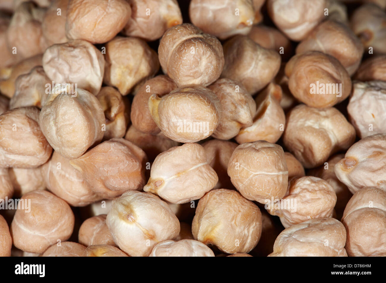 Chickpea (Cicer arietinum) or Garbanzo bean Close up Stock Photo - Alamy