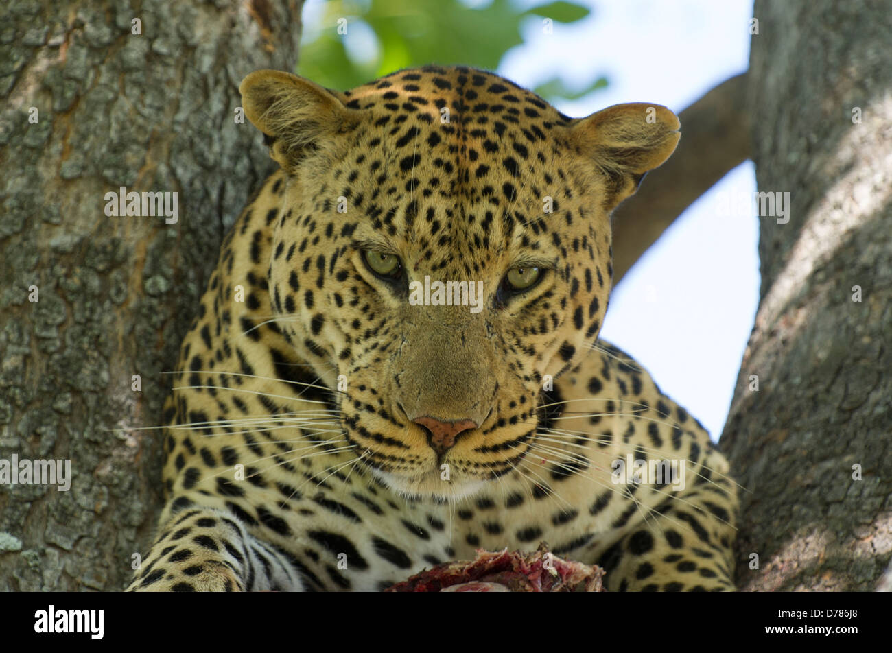 Leopard in tree Stock Photo - Alamy