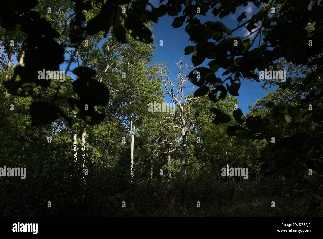 Wayland wood just outside Watton in Norfolk, UK. The wood is said to ...