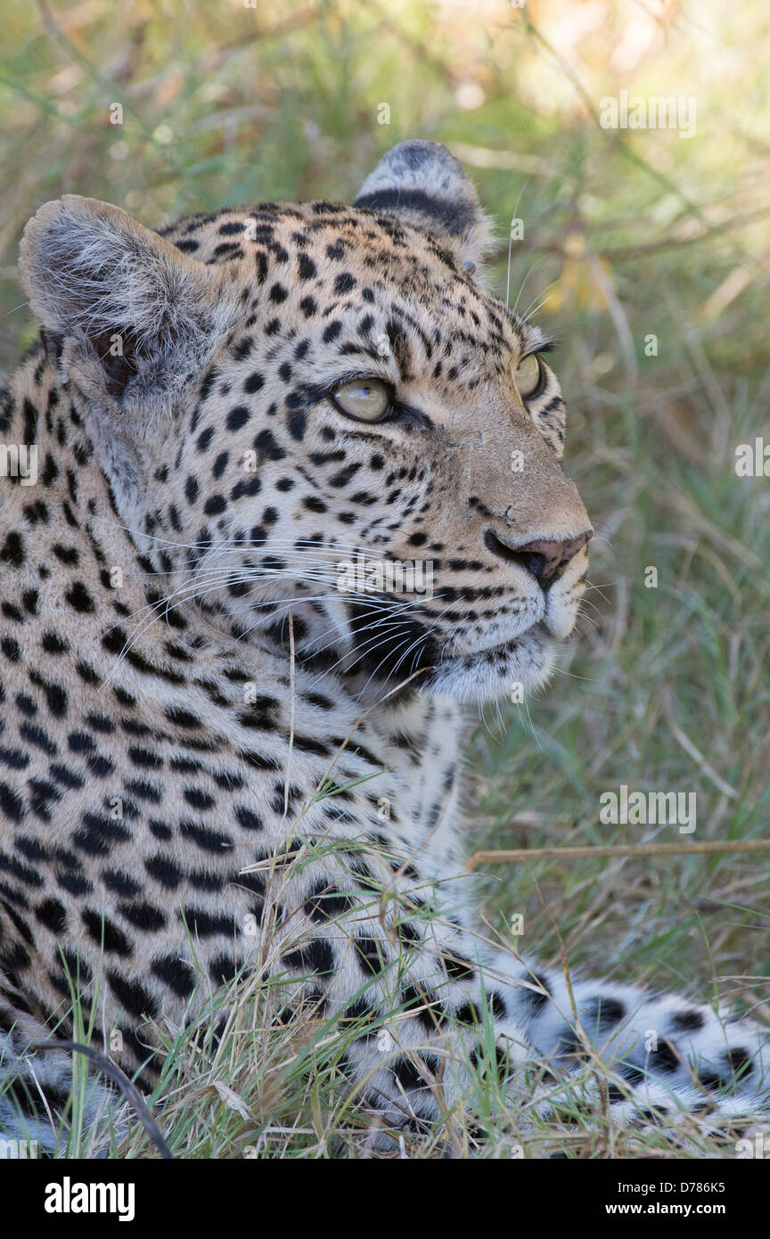 Leopard in Botswana Stock Photo - Alamy