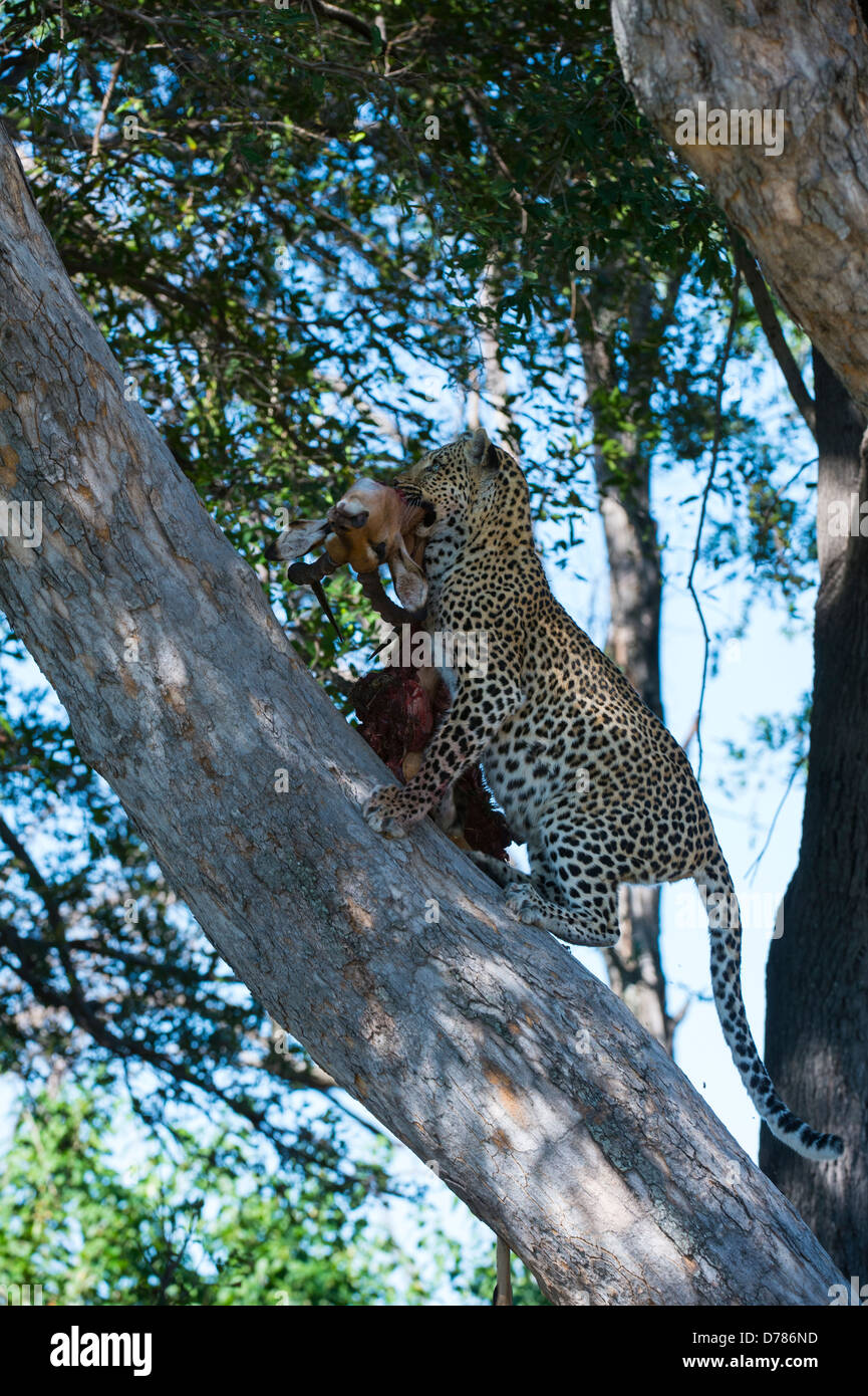 Leopard in tree with kill Stock Photo - Alamy