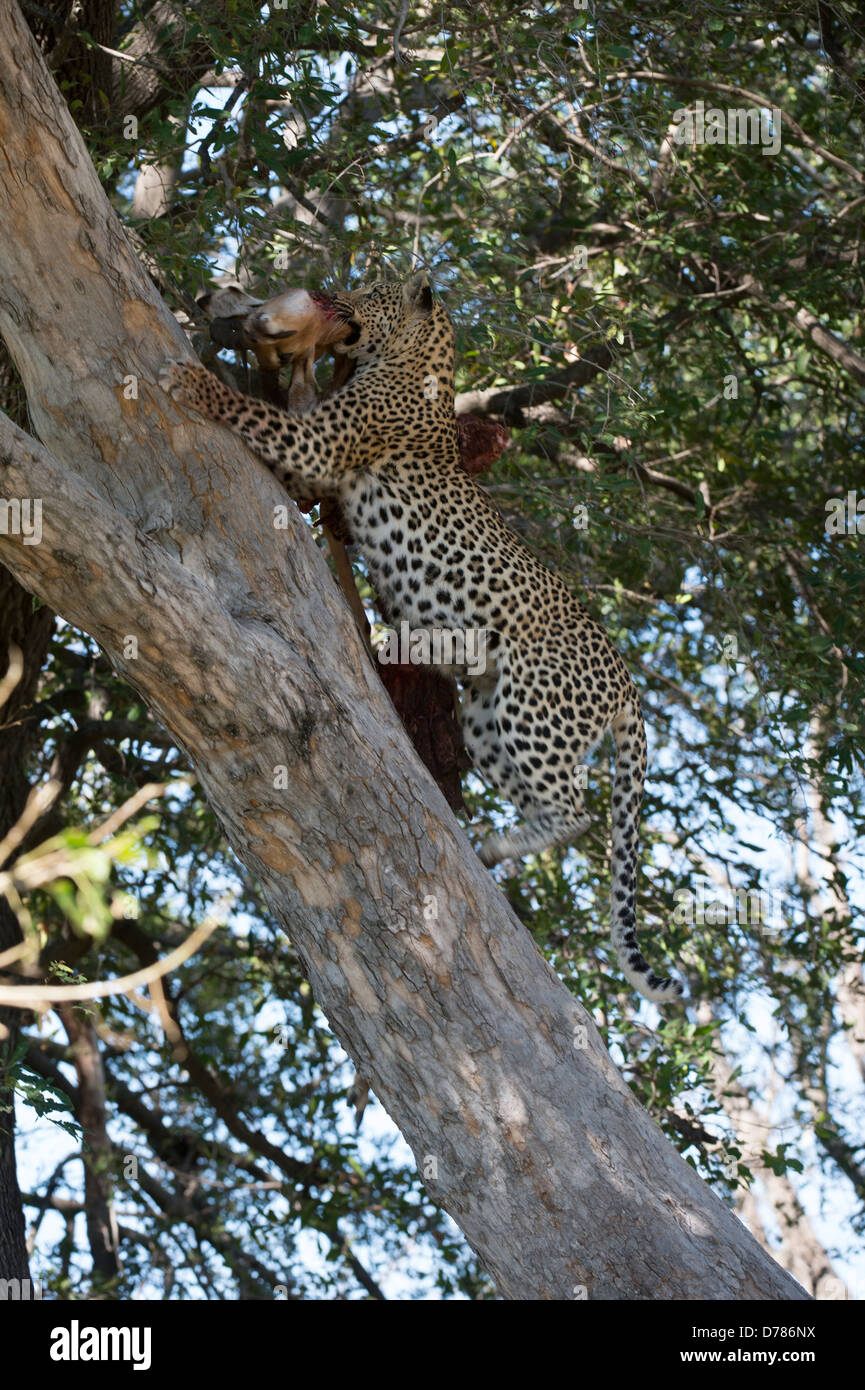 Leopard eating meat in tree hi-res stock photography and images - Alamy