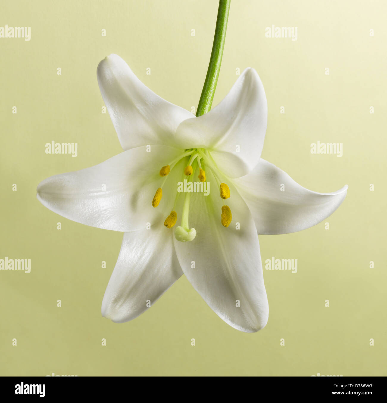 Close studio shot looking into open flower of Easter lily, Lilium ...