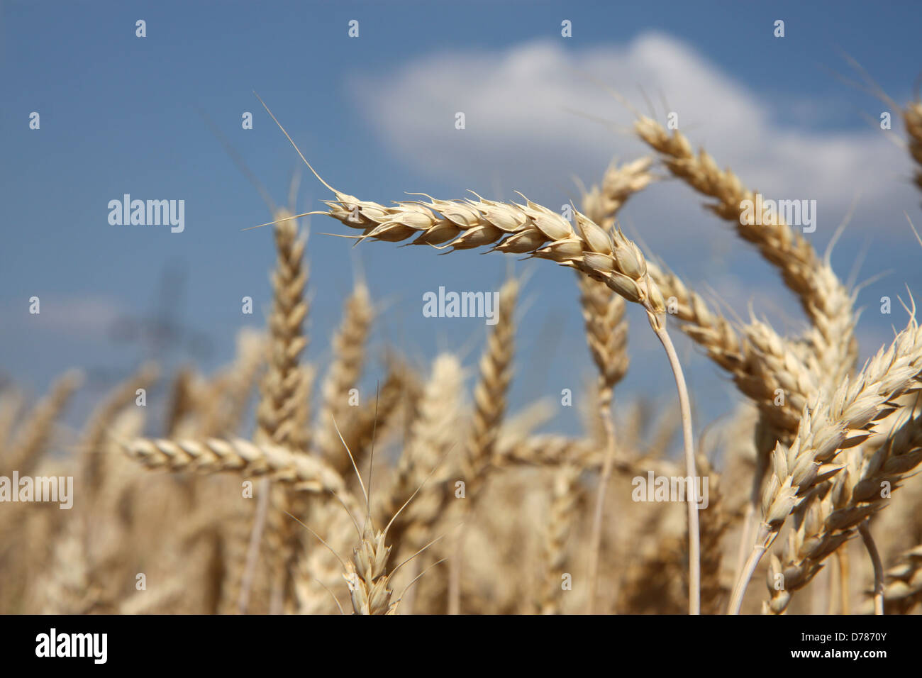 detail of wheat before harvest on field Stock Photo - Alamy