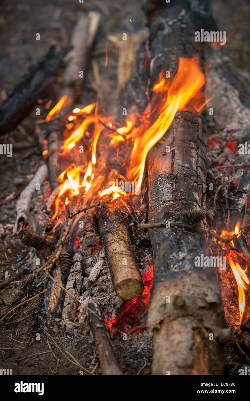 Yellow flames licking on outdoor wood campfire Stock Photo - Alamy