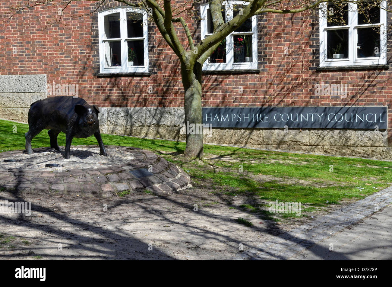Hampshire hog hi-res stock photography and images - Alamy