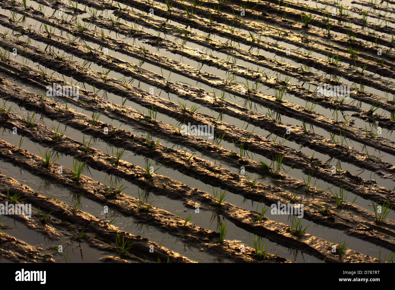 Watered rice field hi-res stock photography and images - Alamy