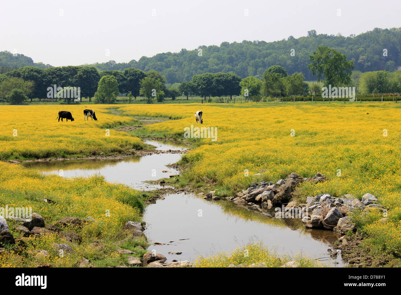 A gorgeous field full of buttercups and cows with a babbling brook ...
