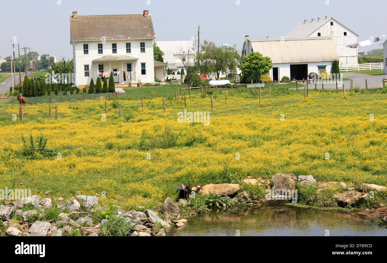Pretty countryside in rural Pennsylvania with field of buttercups,old ...