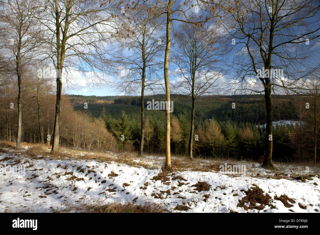 Dalby Forest is a forest located on the southern slopes of the North ...