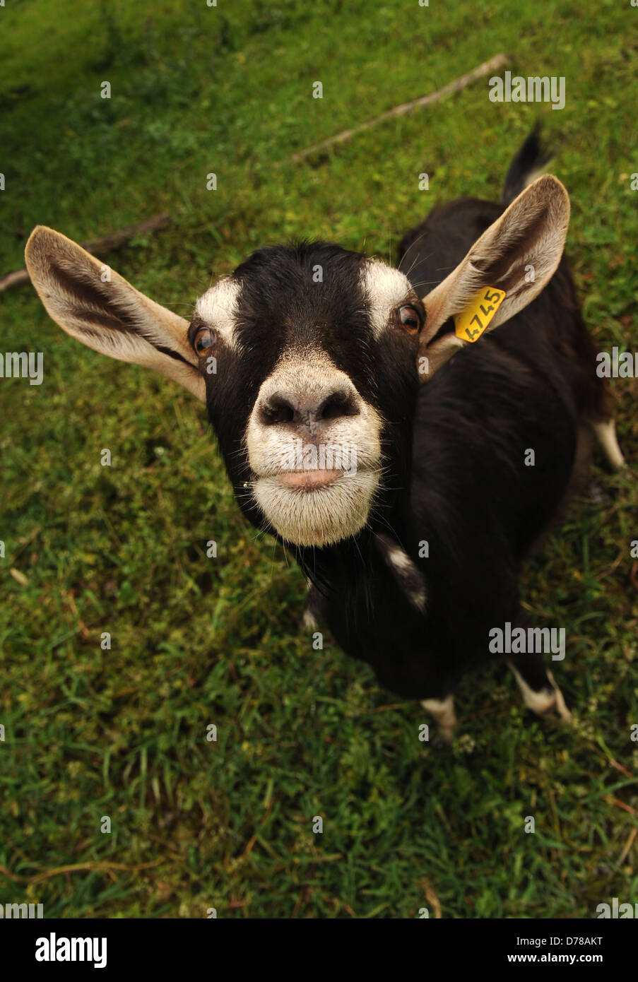 Cute black goat hi-res stock photography and images - Alamy