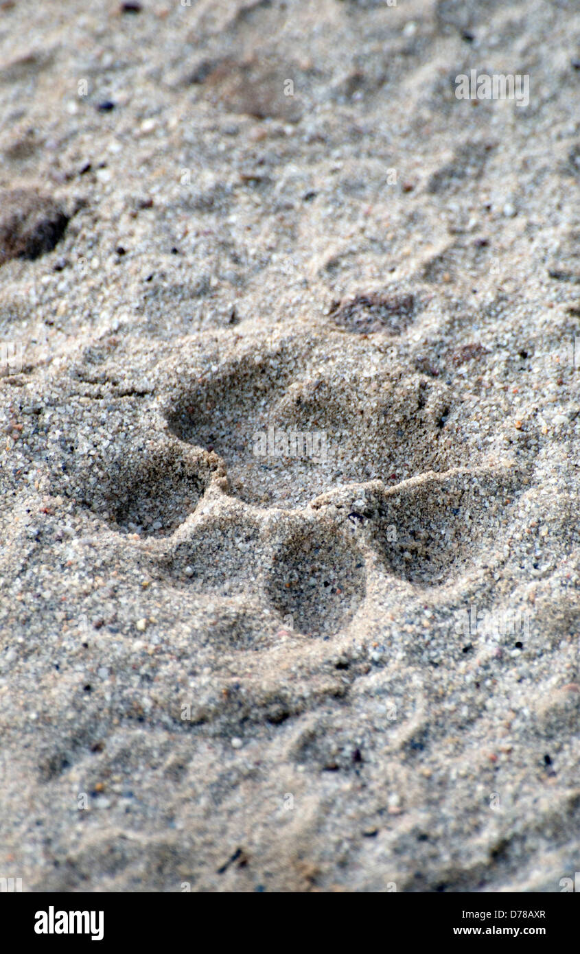 Tiger pugmark hi-res stock photography and images - Alamy