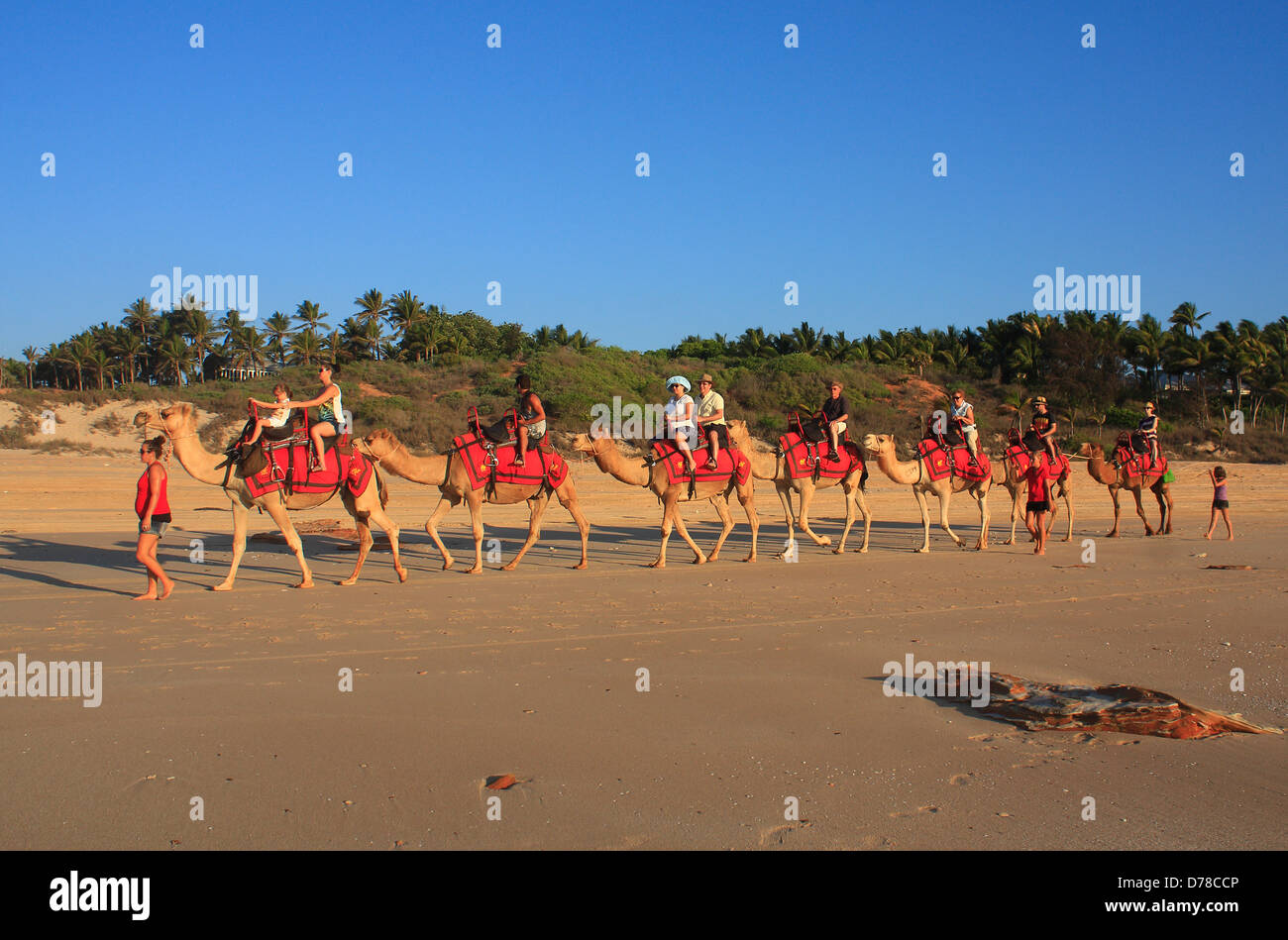 Camel Train Broome Western Australia Stock Photo - Alamy