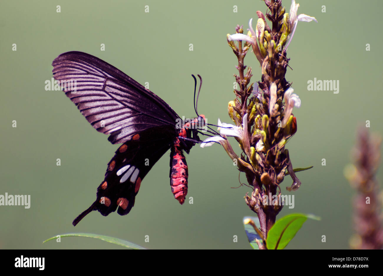 Common rose butterfly hi-res stock photography and images - Alamy