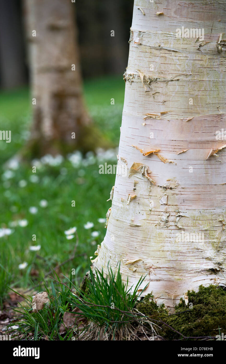 Betula. Silver birch tree bark Stock Photo - Alamy