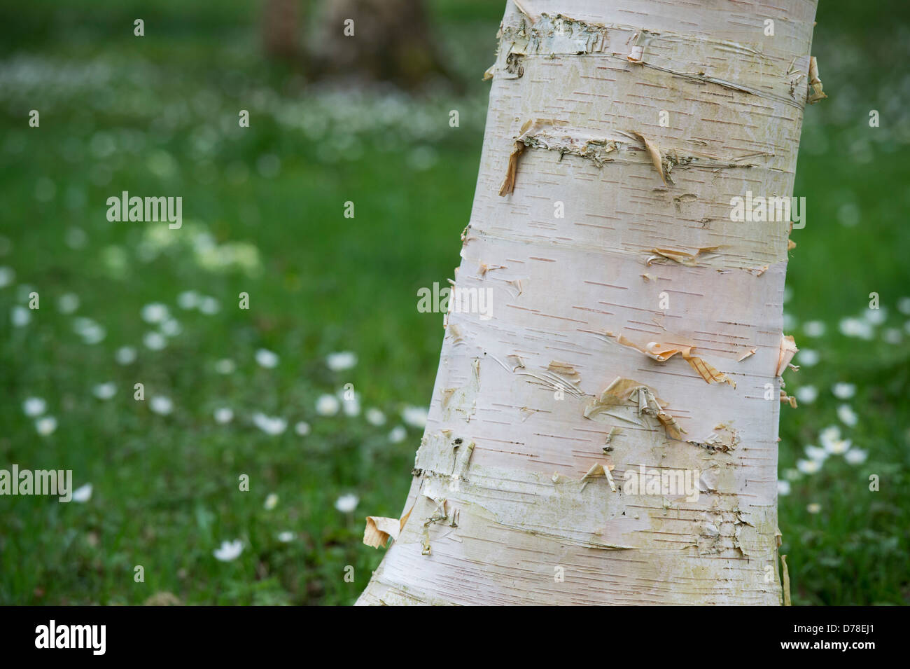 Betula. Silver birch tree bark Stock Photo - Alamy