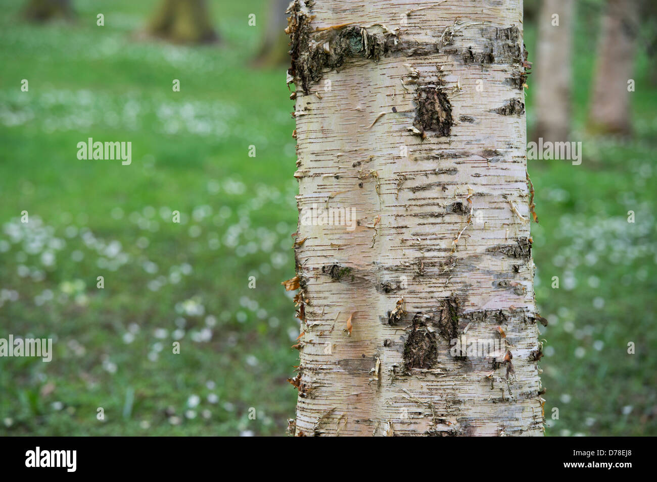 Betula. Silver birch tree bark Stock Photo - Alamy