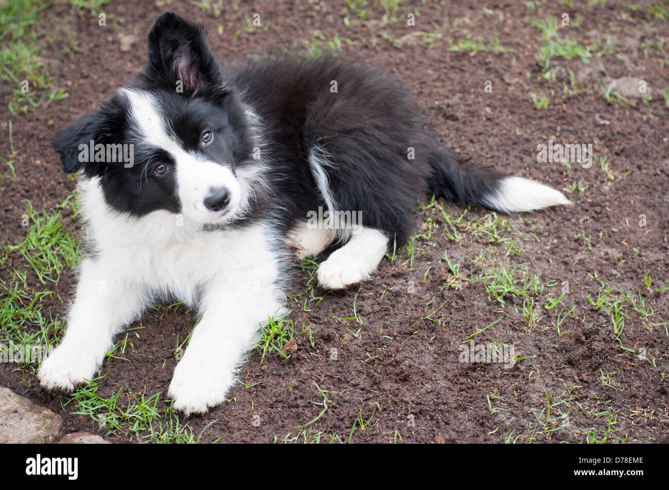Border Collie, puppy, dog Stock Photo - Alamy