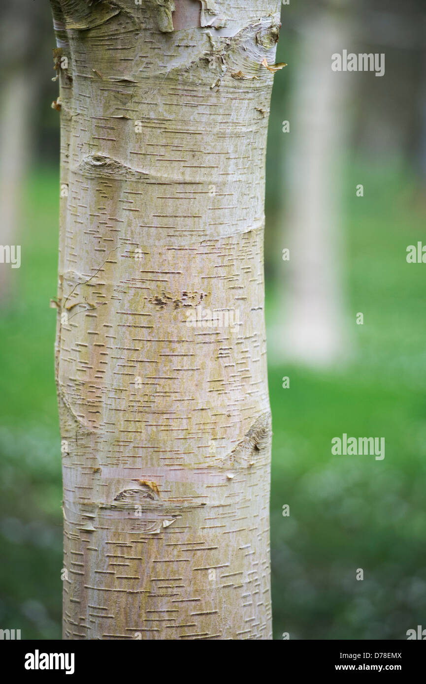 Silver birch tree bark hi-res stock photography and images - Alamy