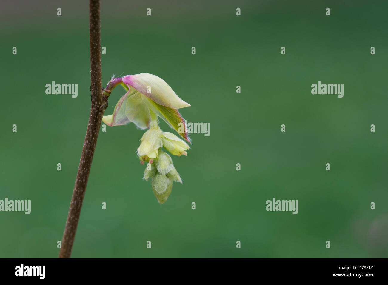 Chinese Corylopsis multiflora Hance flower Stock Photo - Alamy