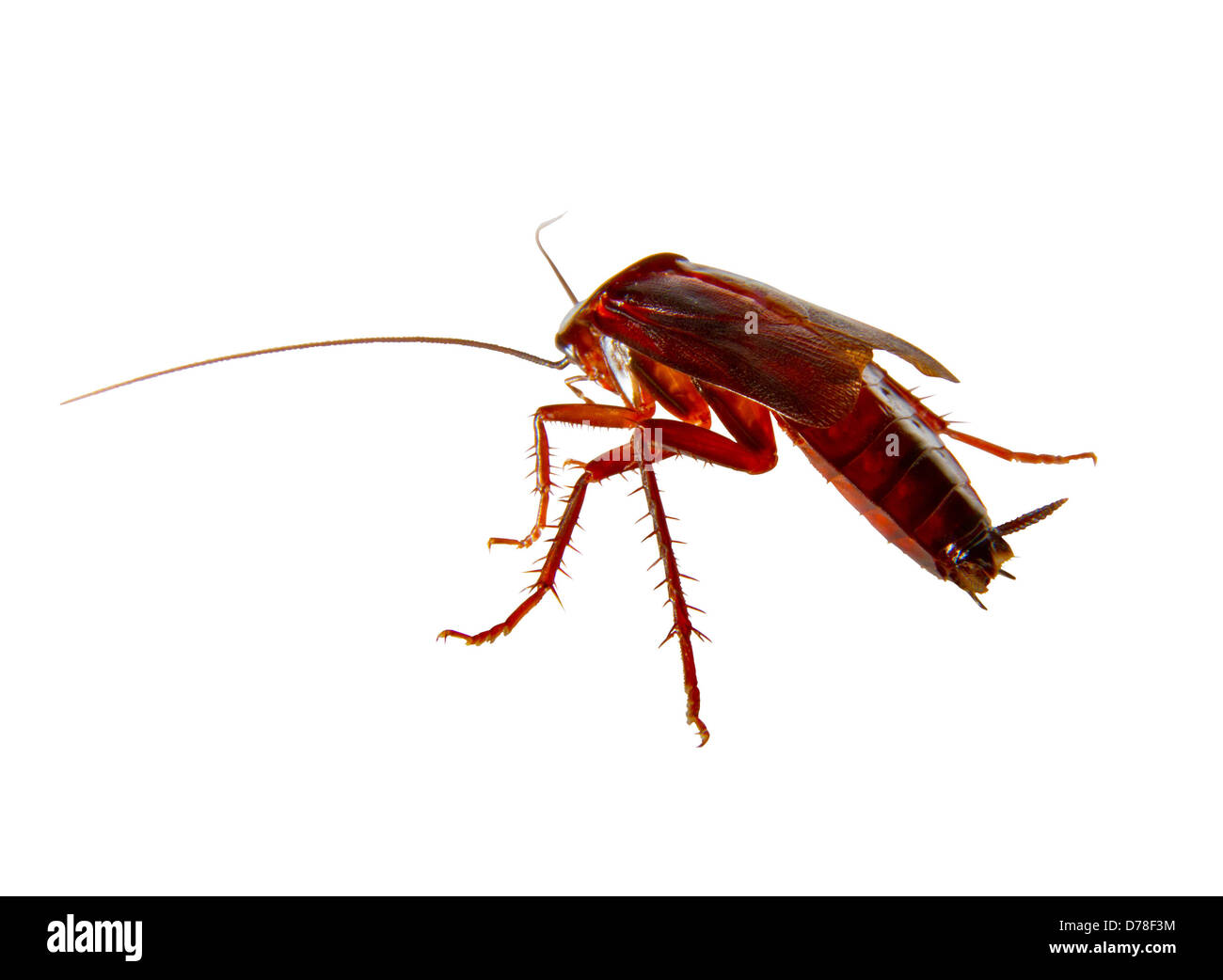image of a cockroach crawling insect pest Stock Photo - Alamy