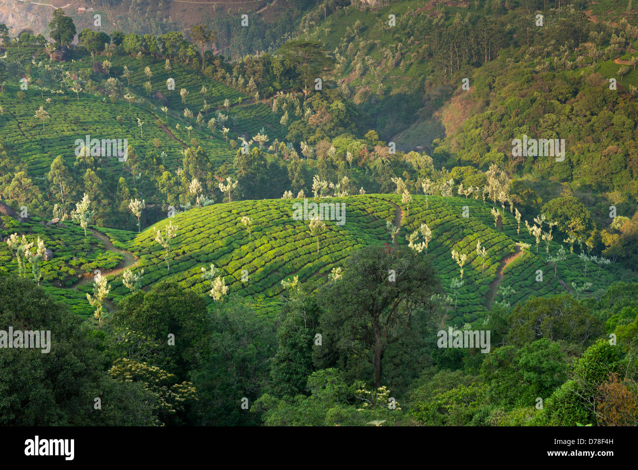 The beautiful tea plantations of Munnar, a hill station in Kerala ...