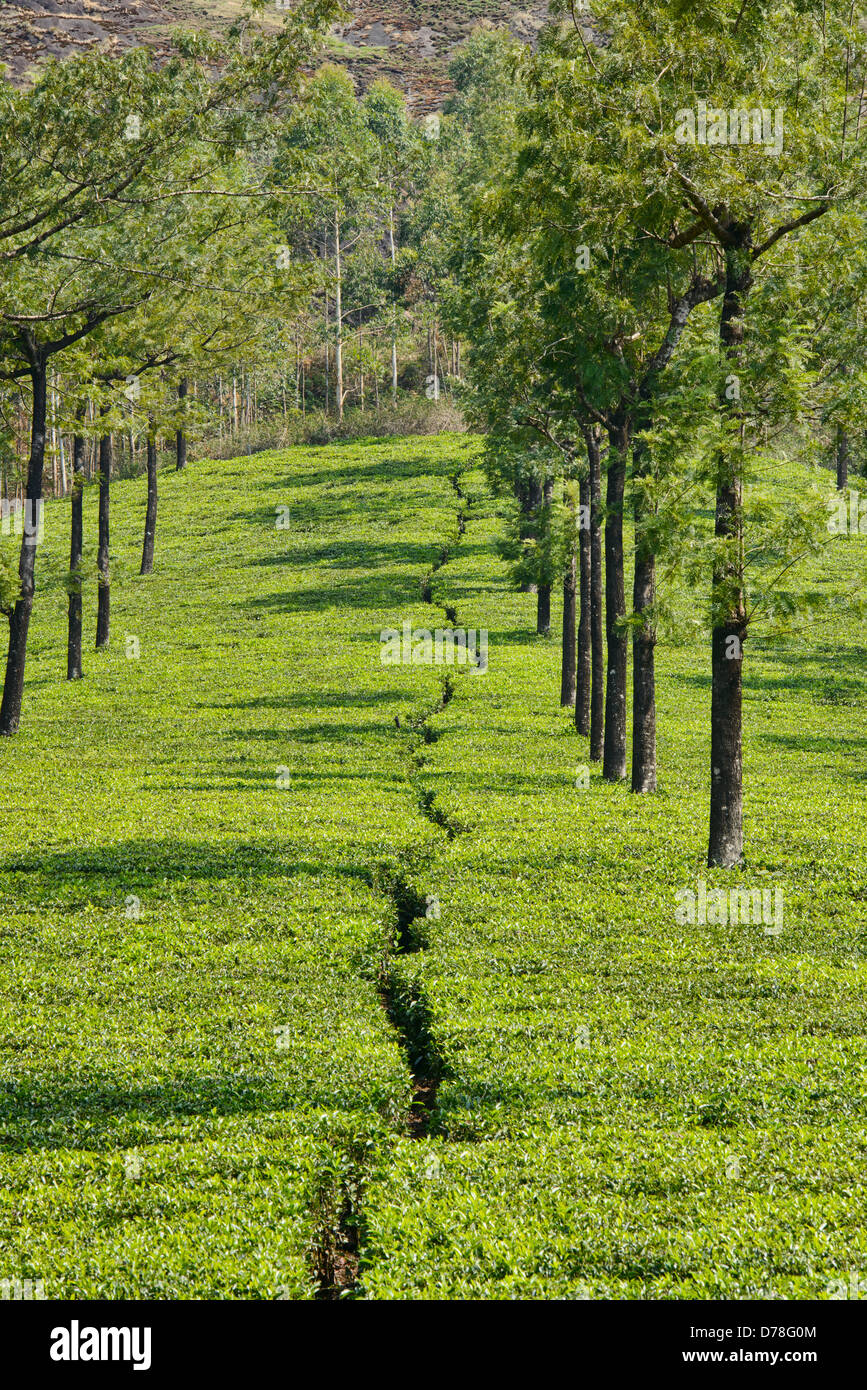 The beautiful tea plantations of Munnar, a hill station in Kerala ...