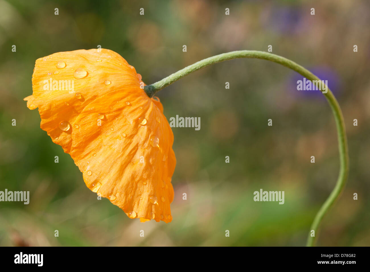 Curved Stem High Resolution Stock Photography and Images - Alamy