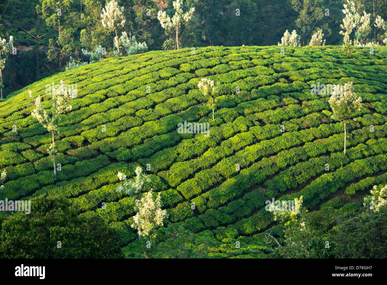 The beautiful tea plantations of Munnar, a hill station in Kerala ...