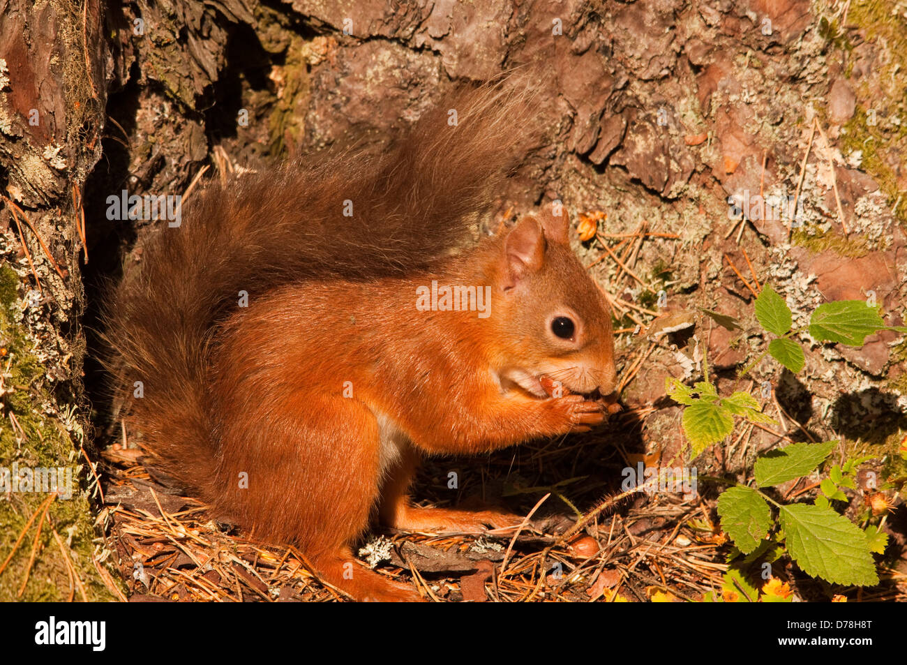 Red Squirrel Feeding Stock Photo - Alamy