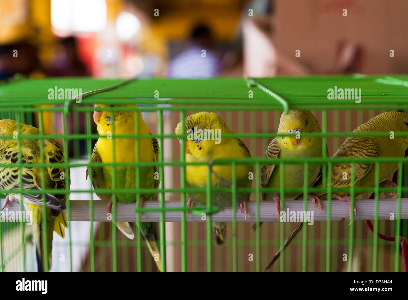 Mapusa in North Goa Stock Photo - Alamy