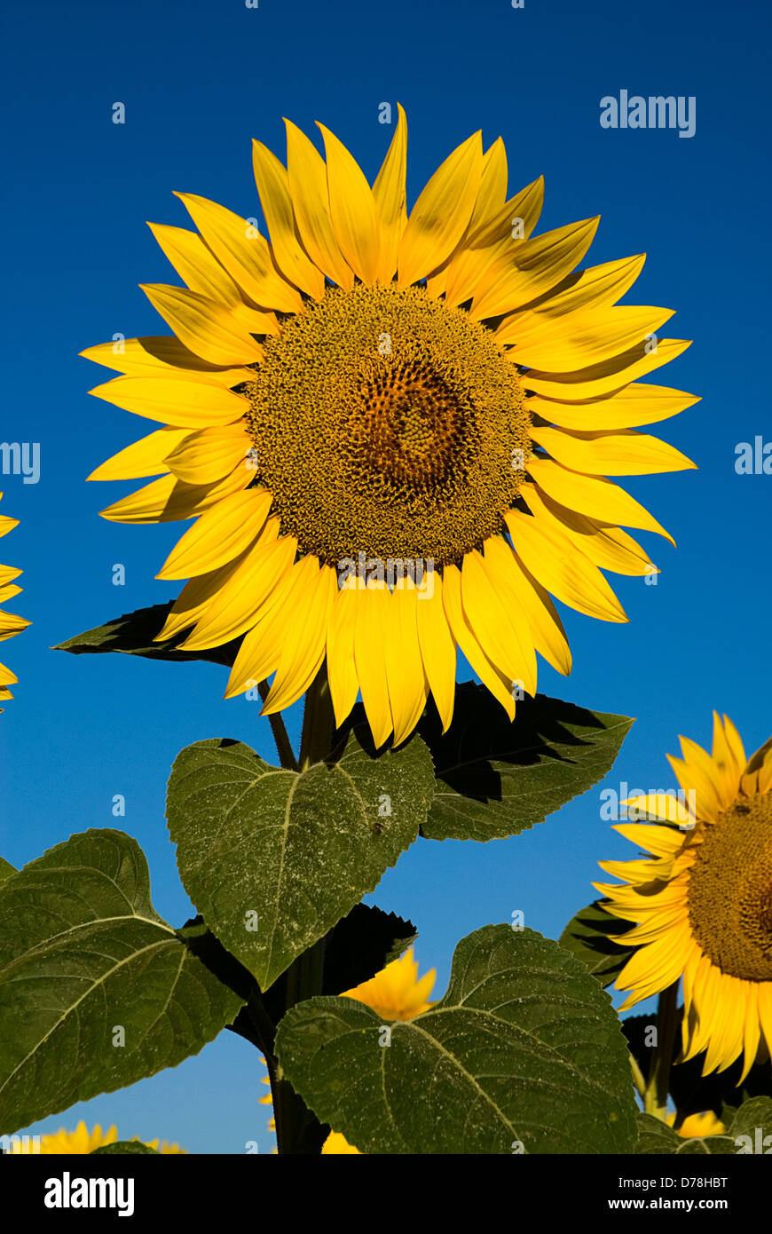 France, Provence Cote d'Azur, Yellow sunflowers against clear blue sky ...