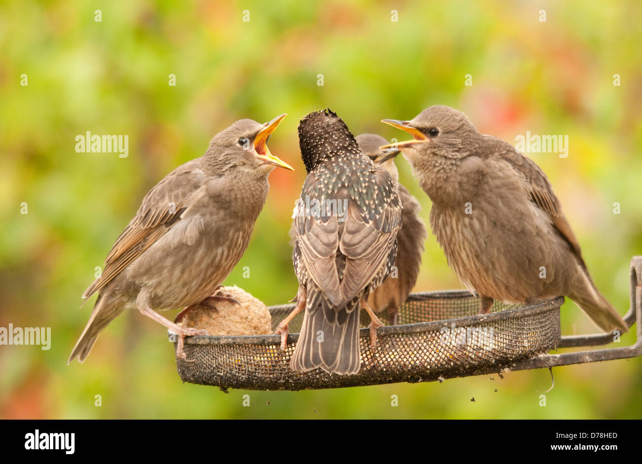 Young starlings hi-res stock photography and images - Alamy
