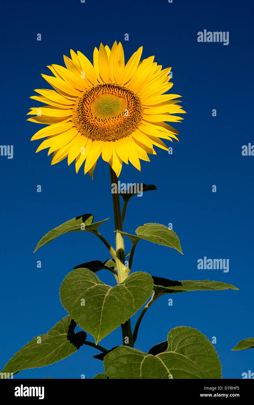 France, Provence Cote d'Azur, Yellow sunflower against clear blue sky ...