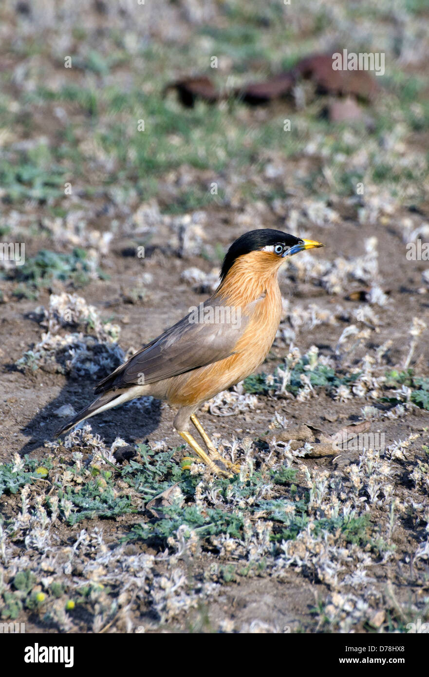 brahminy starling,sturnia pagodarum,madhya pradesh,india Stock Photo ...