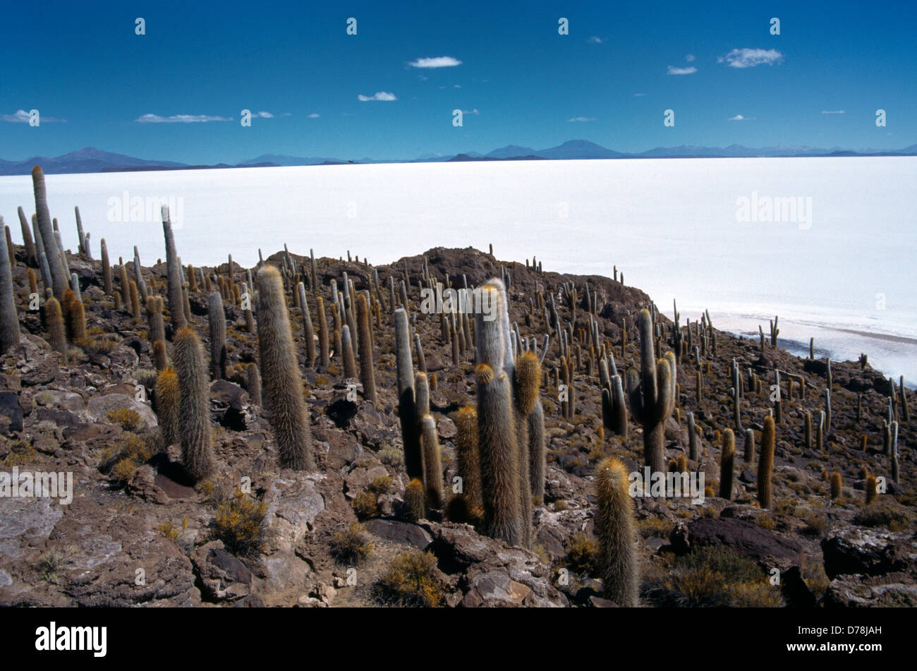Salar De Uyuni Bolivia Salar From Isla De Peseadoresi Cacti Stock Photo ...