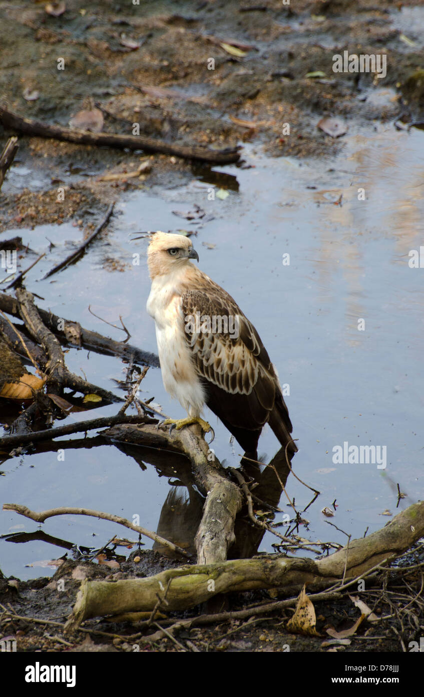 changeable hawk eagle,nisaetus cirrhatus limnaeetus,juvenile,madhya ...
