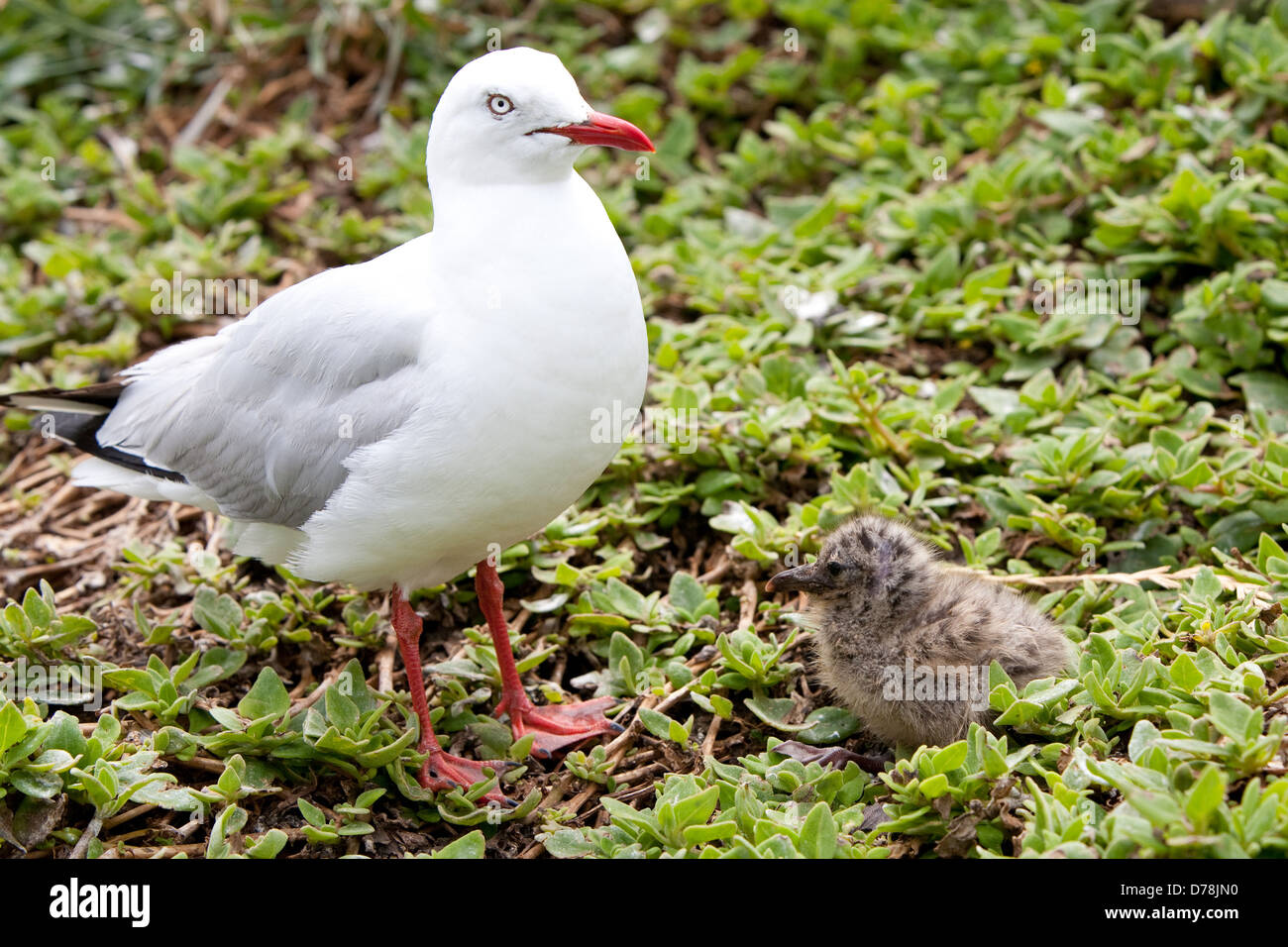 Baby Seagull High Resolution Stock Photography and Images - Alamy