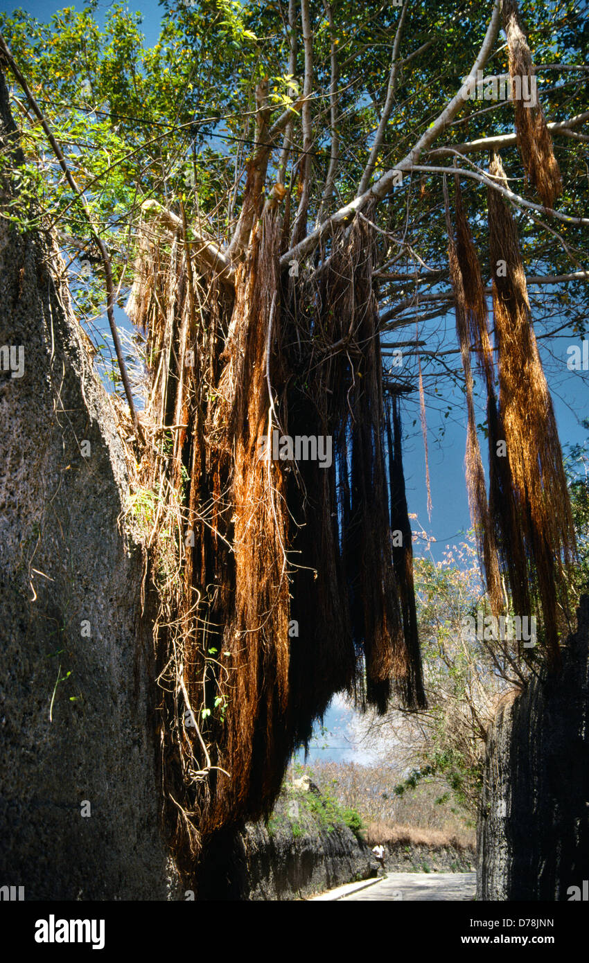 Barbados Bearded Fig Tree Stock Photo - Alamy