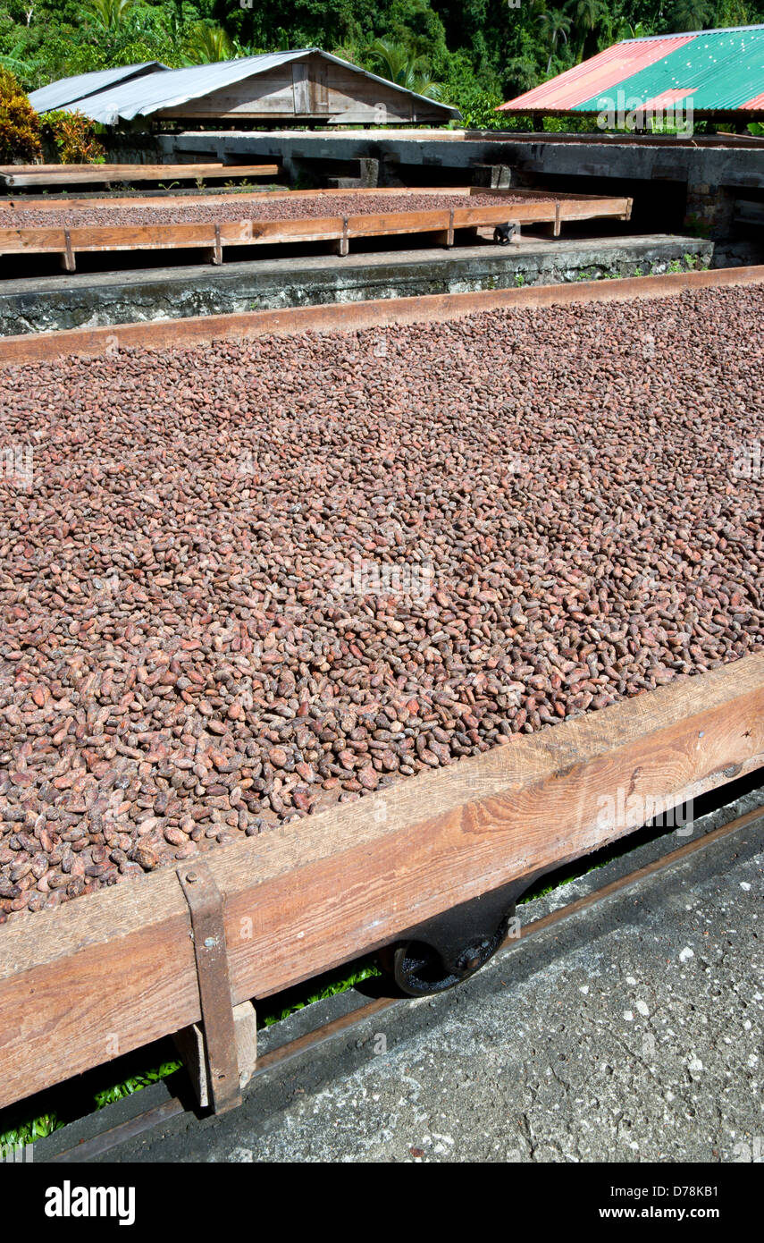 Caribbean, Windward Islands, Grenada, Cocoa beans drying in the sun on ...