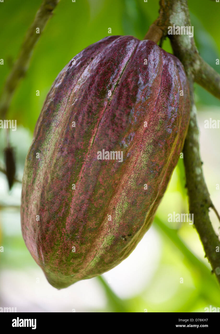 Cocoa growing hi-res stock photography and images - Alamy
