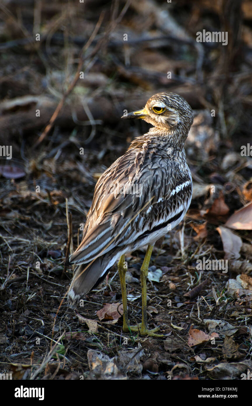 indian thick-knee,burhinus oedicnemus indicus,madhya pradesh,india ...