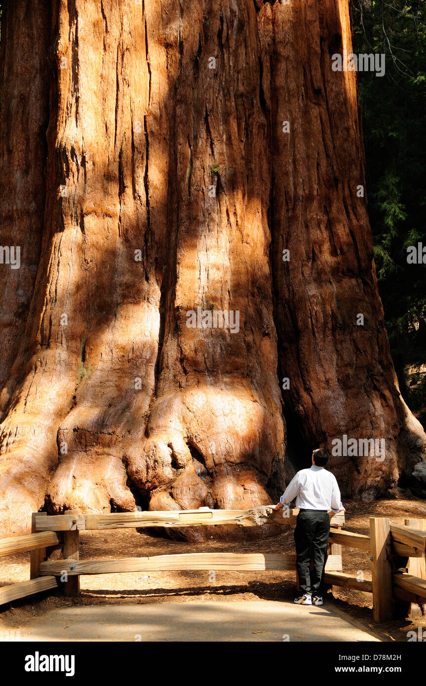 General sherman sequoia tree High Resolution Stock Photography and ...