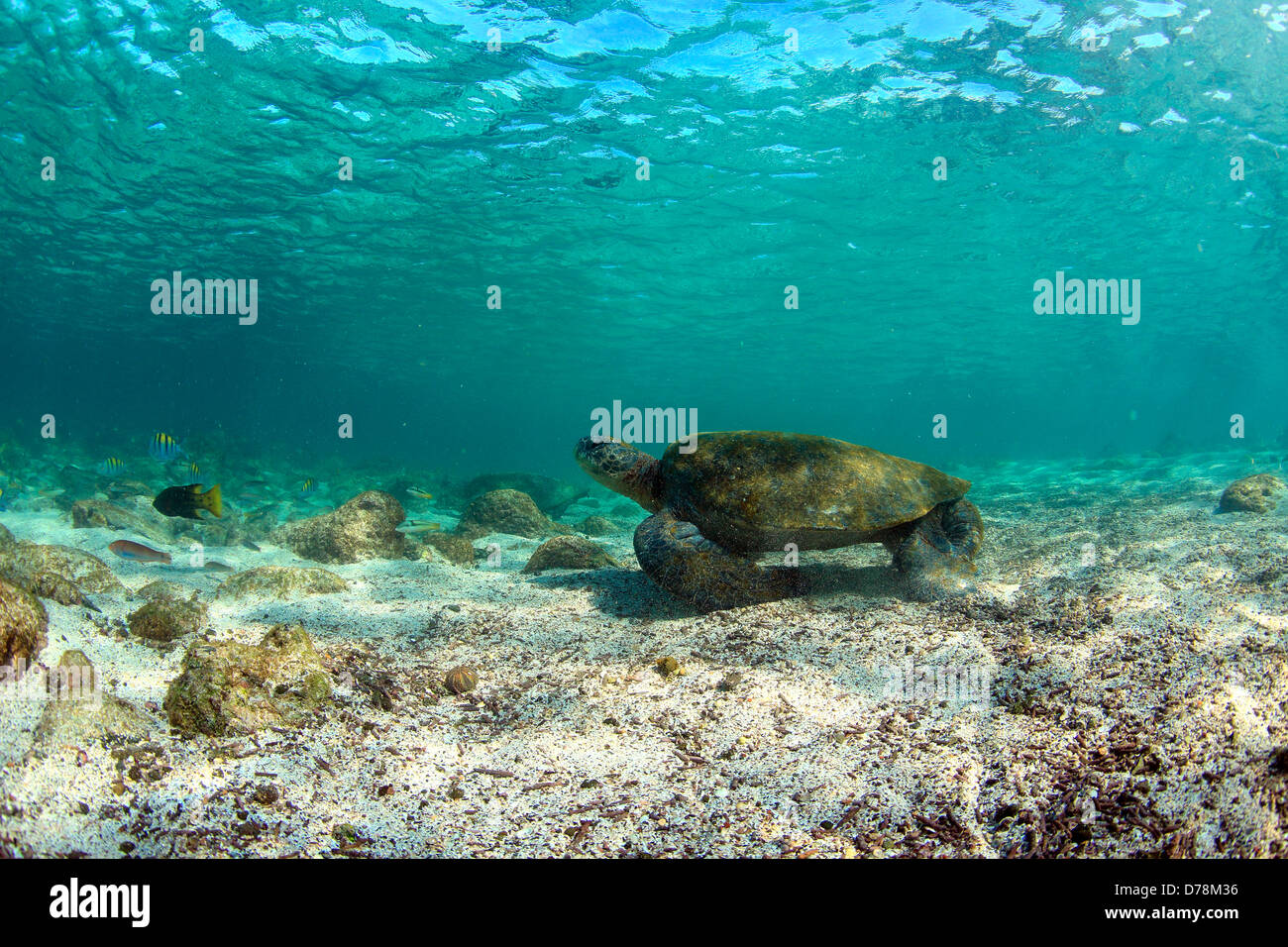 Sea turtle underwater in lagoon, Galapagos Islands Stock Photo - Alamy