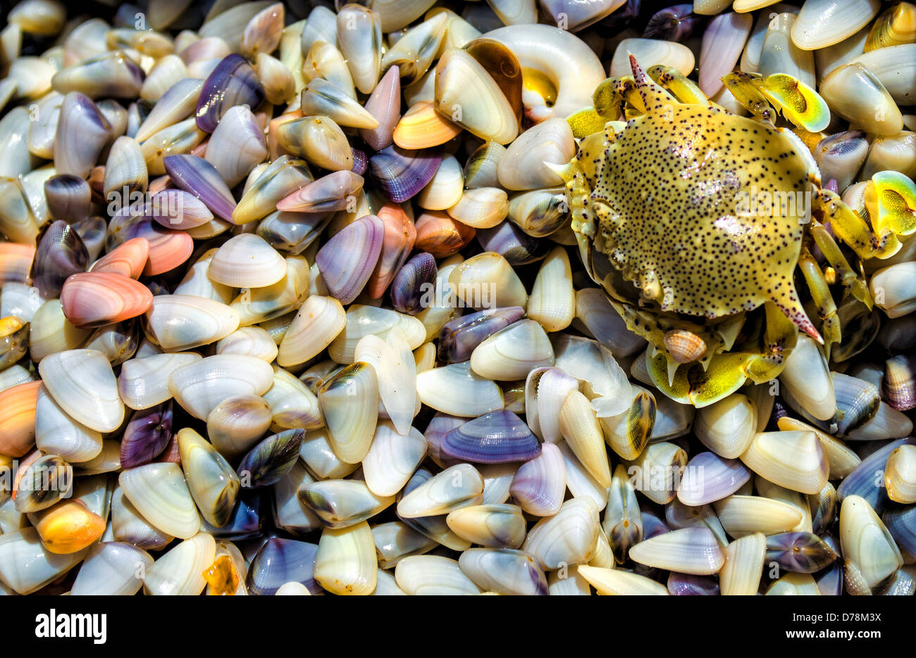 Vibrant sea creatures hi-res stock photography and images - Alamy