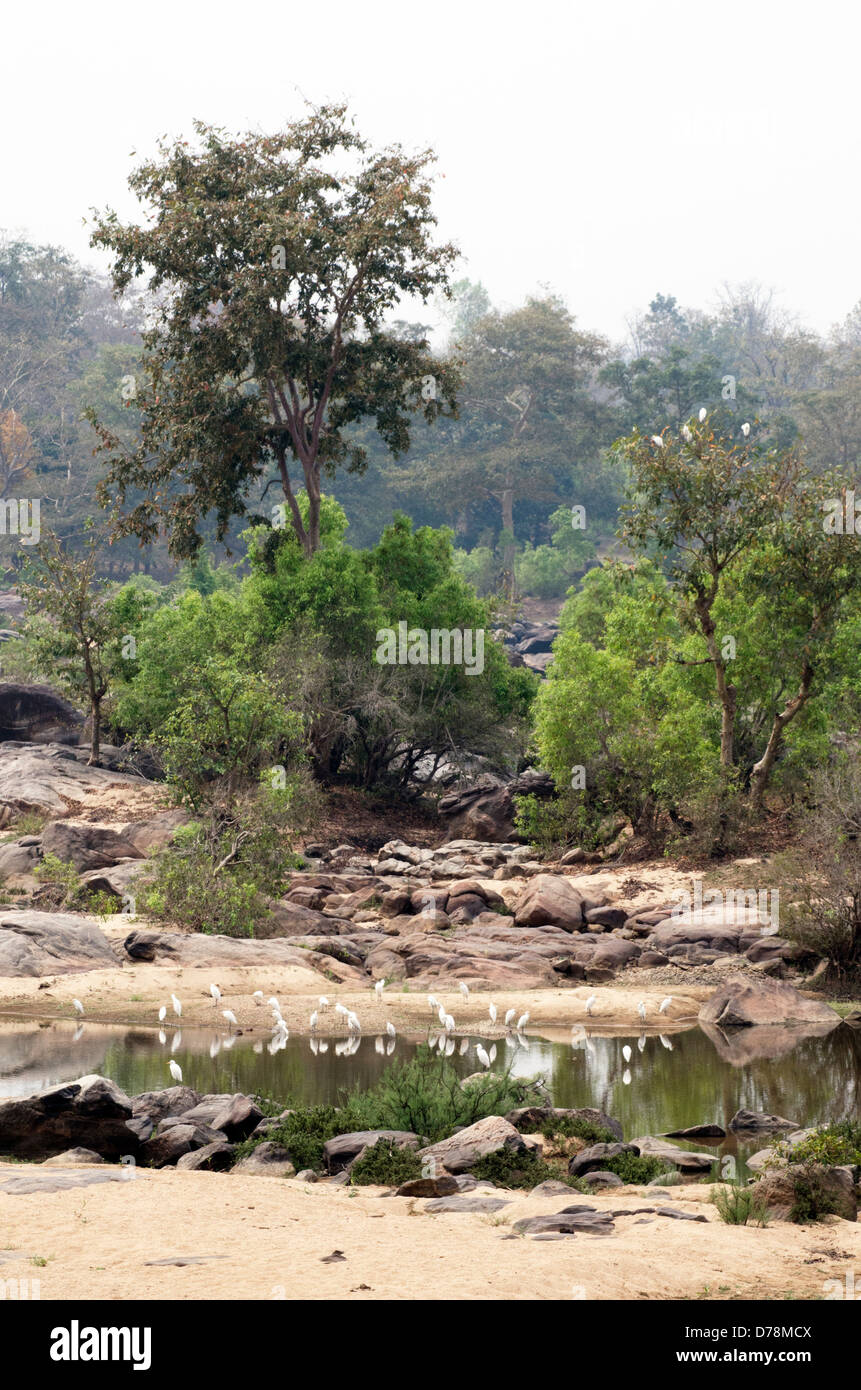 banjar river,kanha,national park,cattle egrets,bubulcus ibis,madhya ...